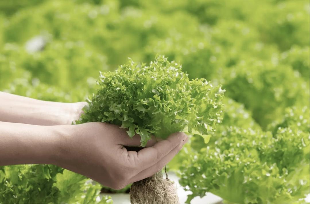 Synthite Products - Ingredients for a Sustainable Future